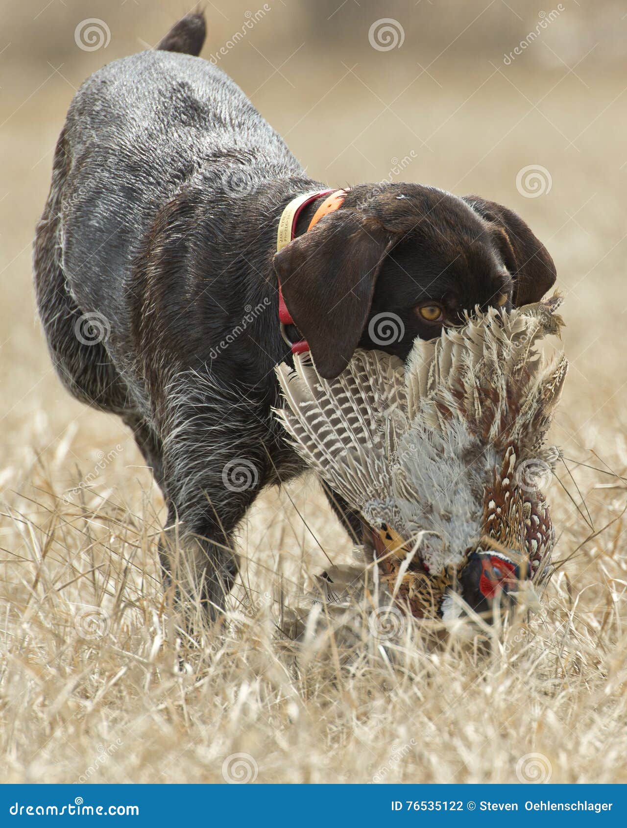 Hunting Dog i stock photo. Image of german, wirehaired - 76535122