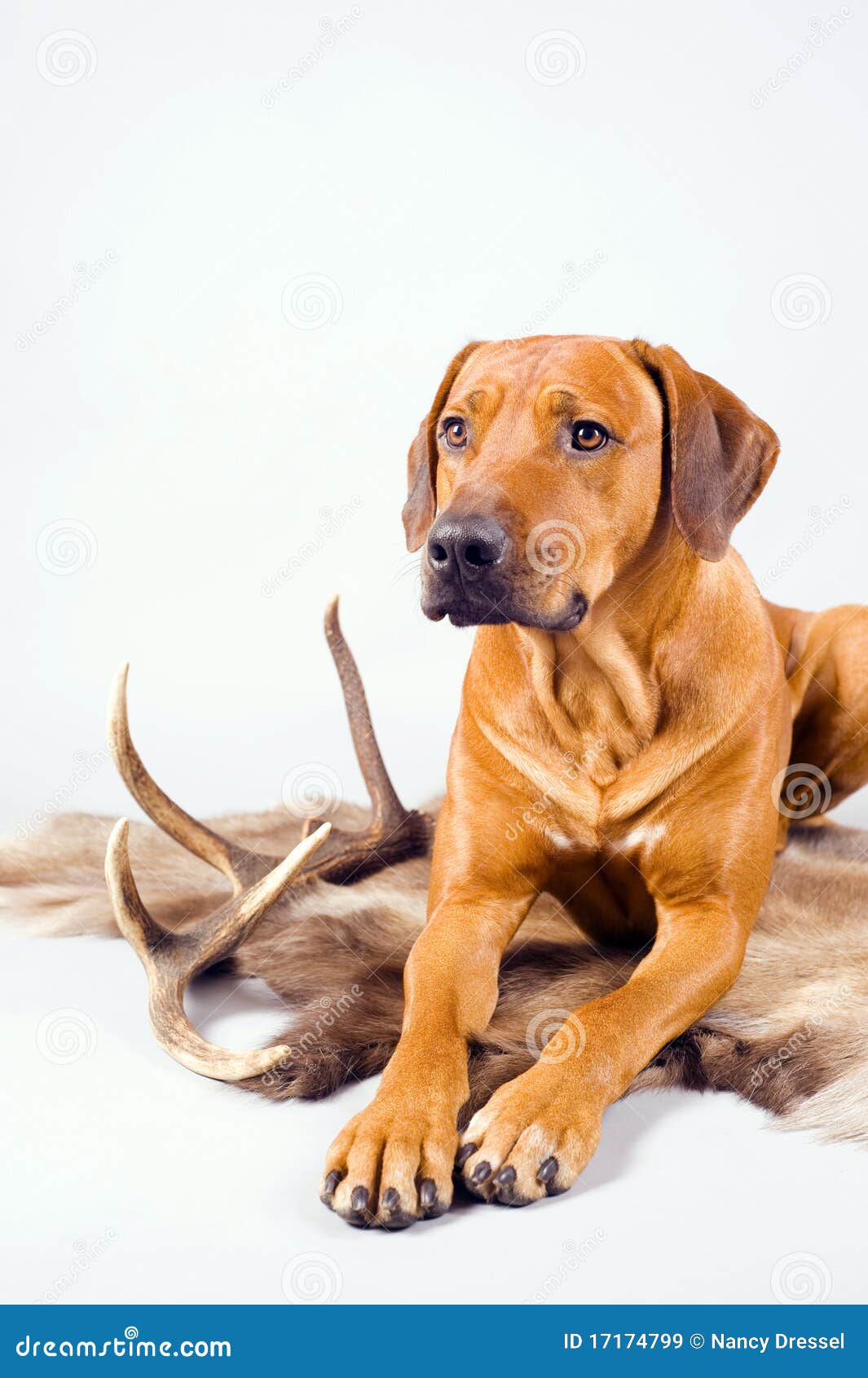 Hunting dog isolated stock image. Image of pedigreed - 17174799
