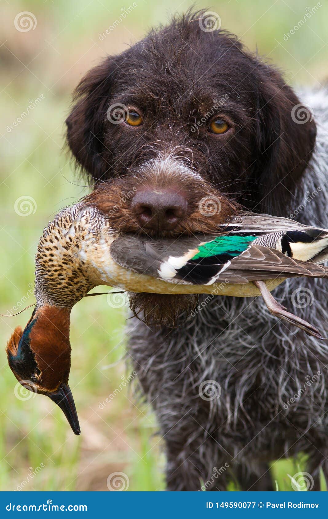 The Hunting Dog Keeps a Downed Duck in His Teeth Stock Image - Image of ...