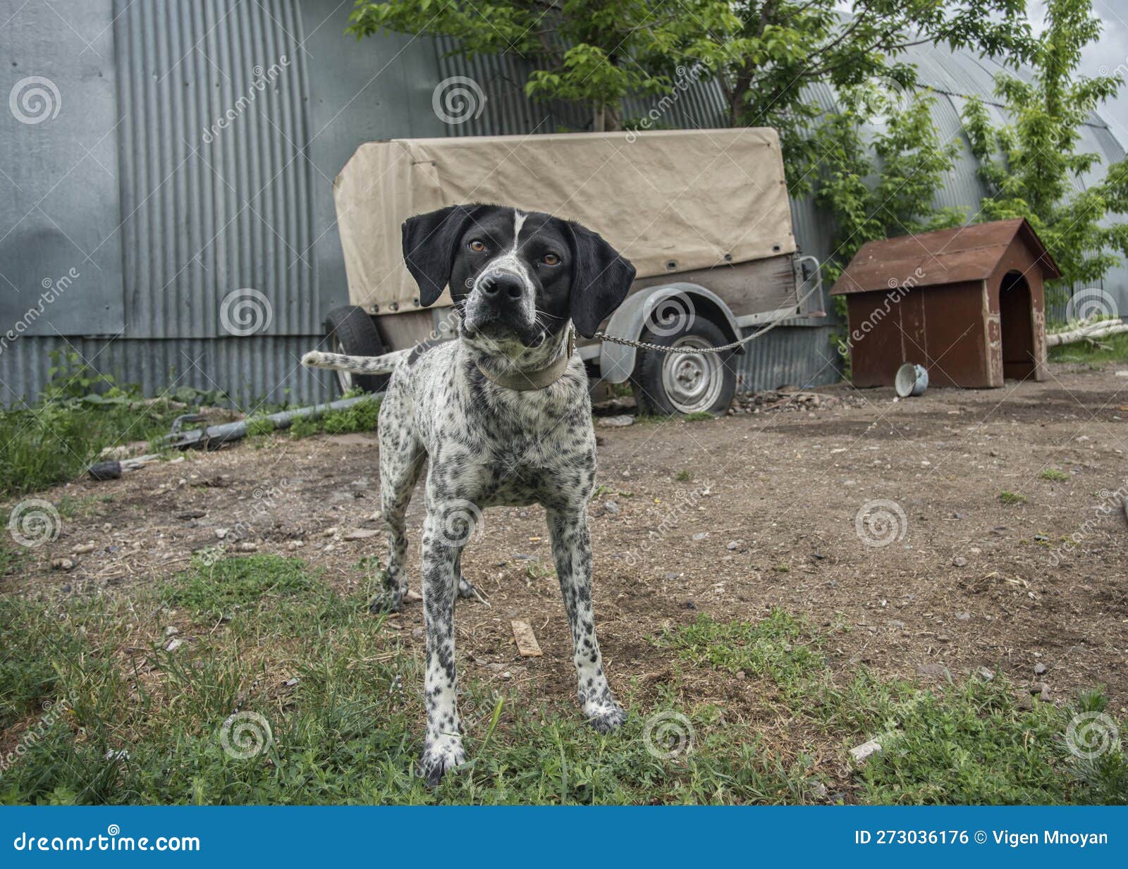Hunting dog near the booth stock photo. Image of animal - 273036176