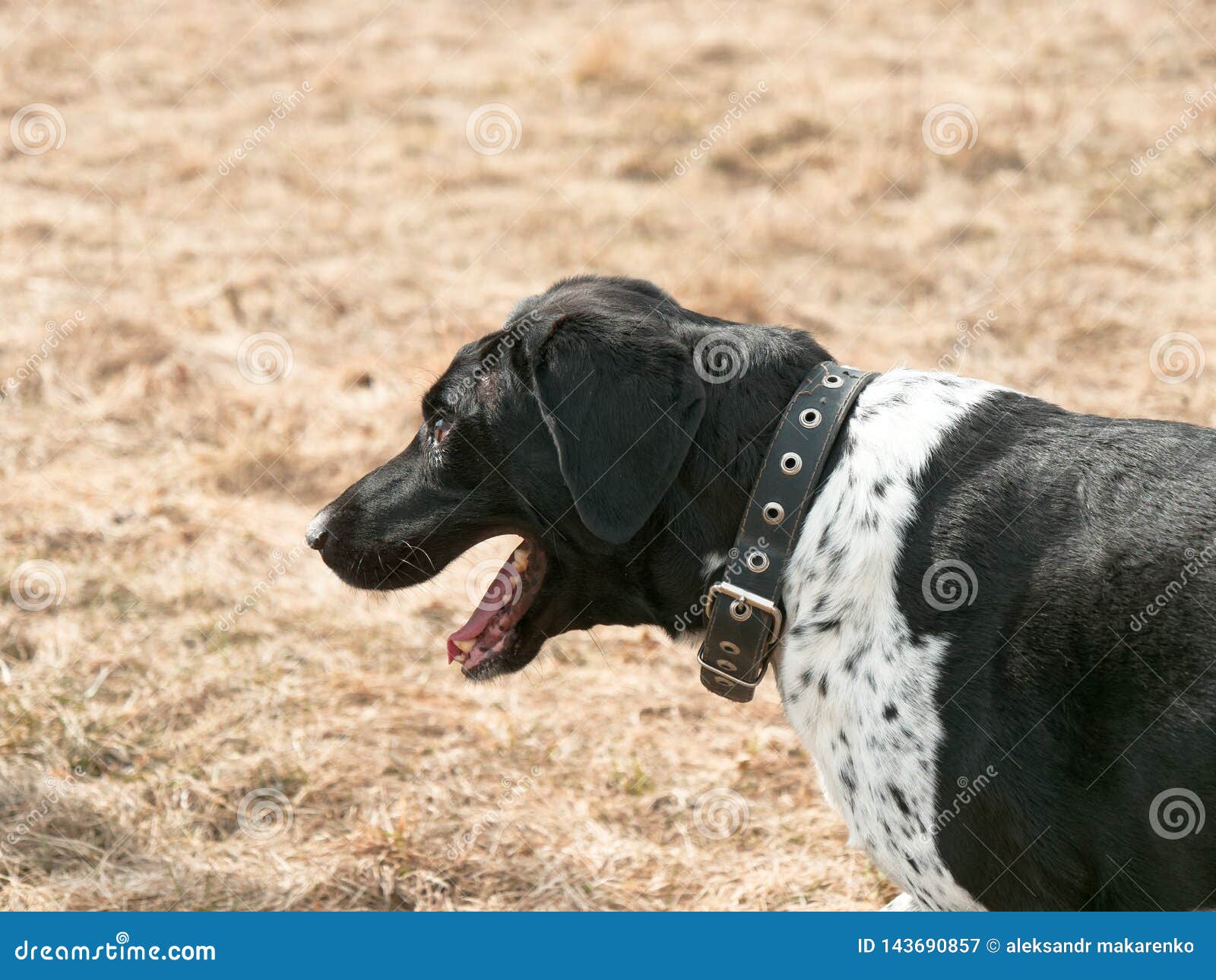 Hunting Dog. Pointer Exterior Stand in Nature Stock Image - Image of ...
