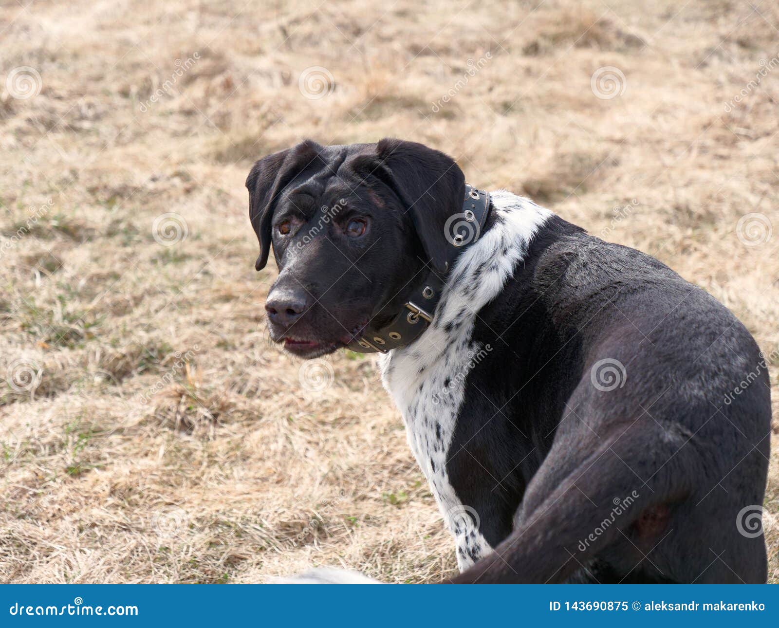 Hunting Dog. Pointer Exterior Stand in Nature Stock Image - Image of ...