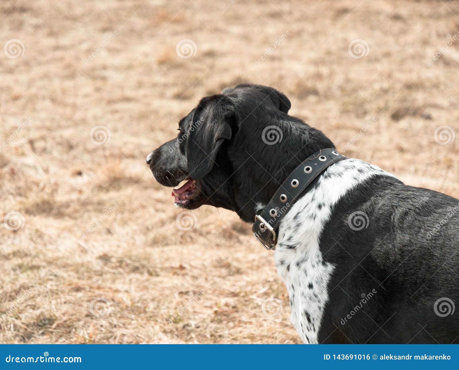 Hunting Dog. Pointer Exterior Stand in Nature Stock Photo - Image of ...