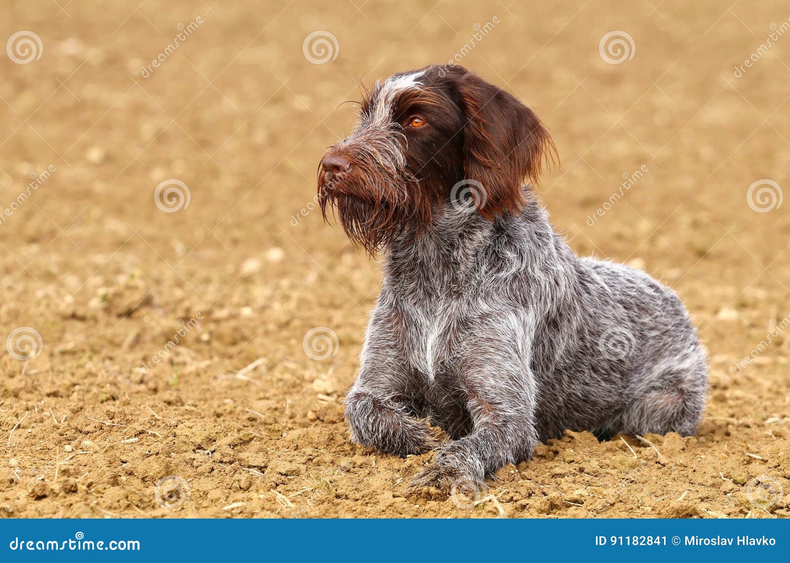 Hunting dog rest having stock image. Image of carnivore - 91182841