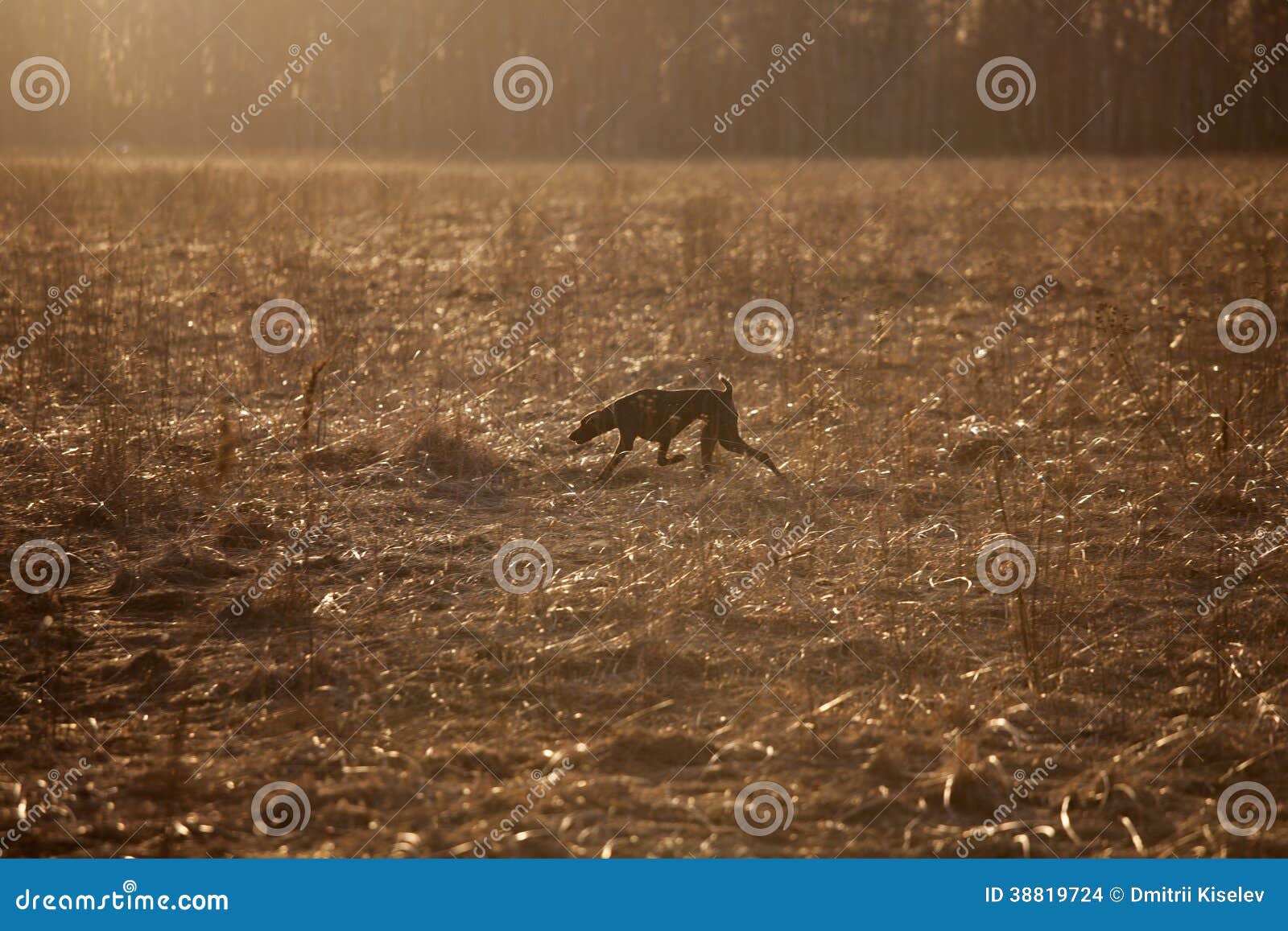 Hunting Dog Running Across the Field Stock Photo - Image of pointer ...