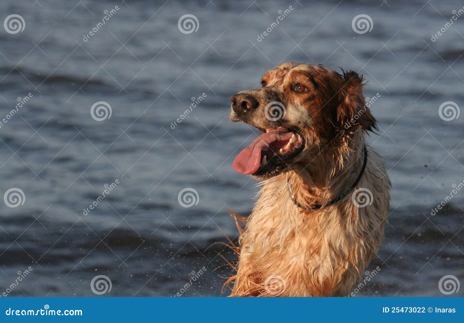 Hunting Dog Running on Beach Stock Photo - Image of ocean, blue: 25473022
