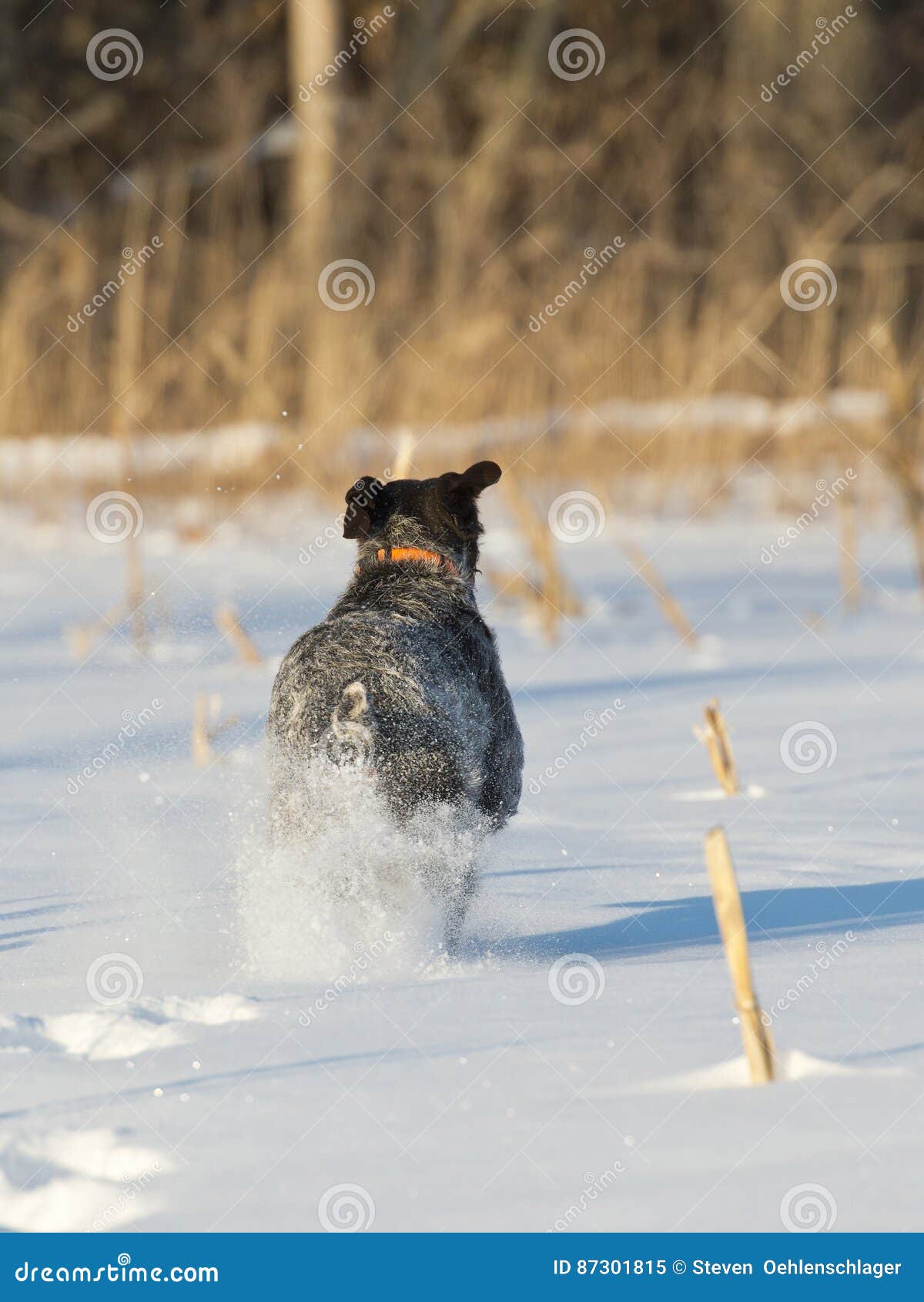 A Hunting Dog Running in the Snow Stock Image - Image of pointer ...