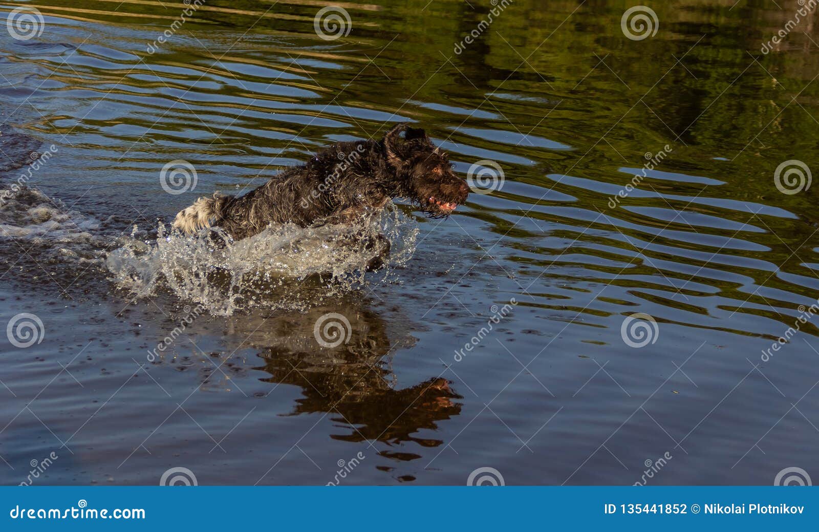 A Hunting Dog Runs Along the Water Stock Photo - Image of male ...