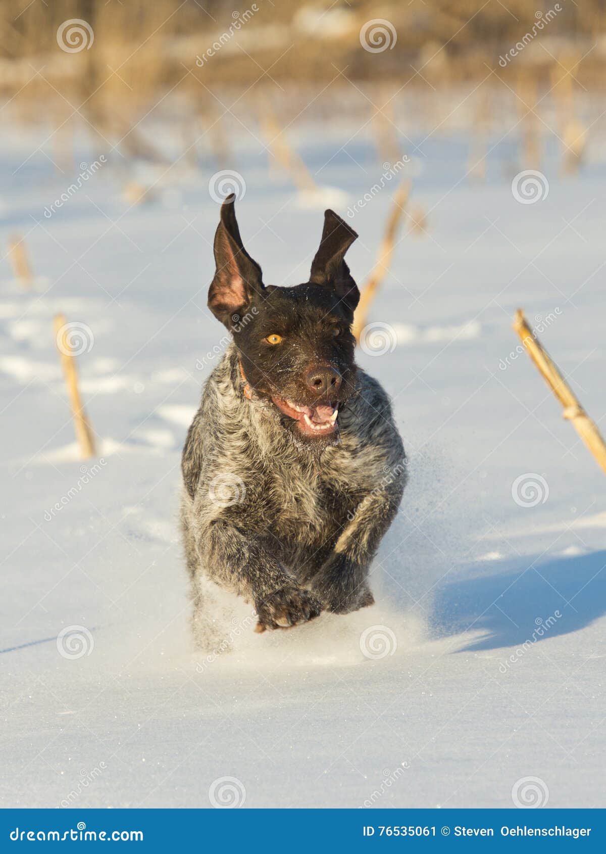 Hunting Dog in the snow stock image. Image of hunting - 76535061