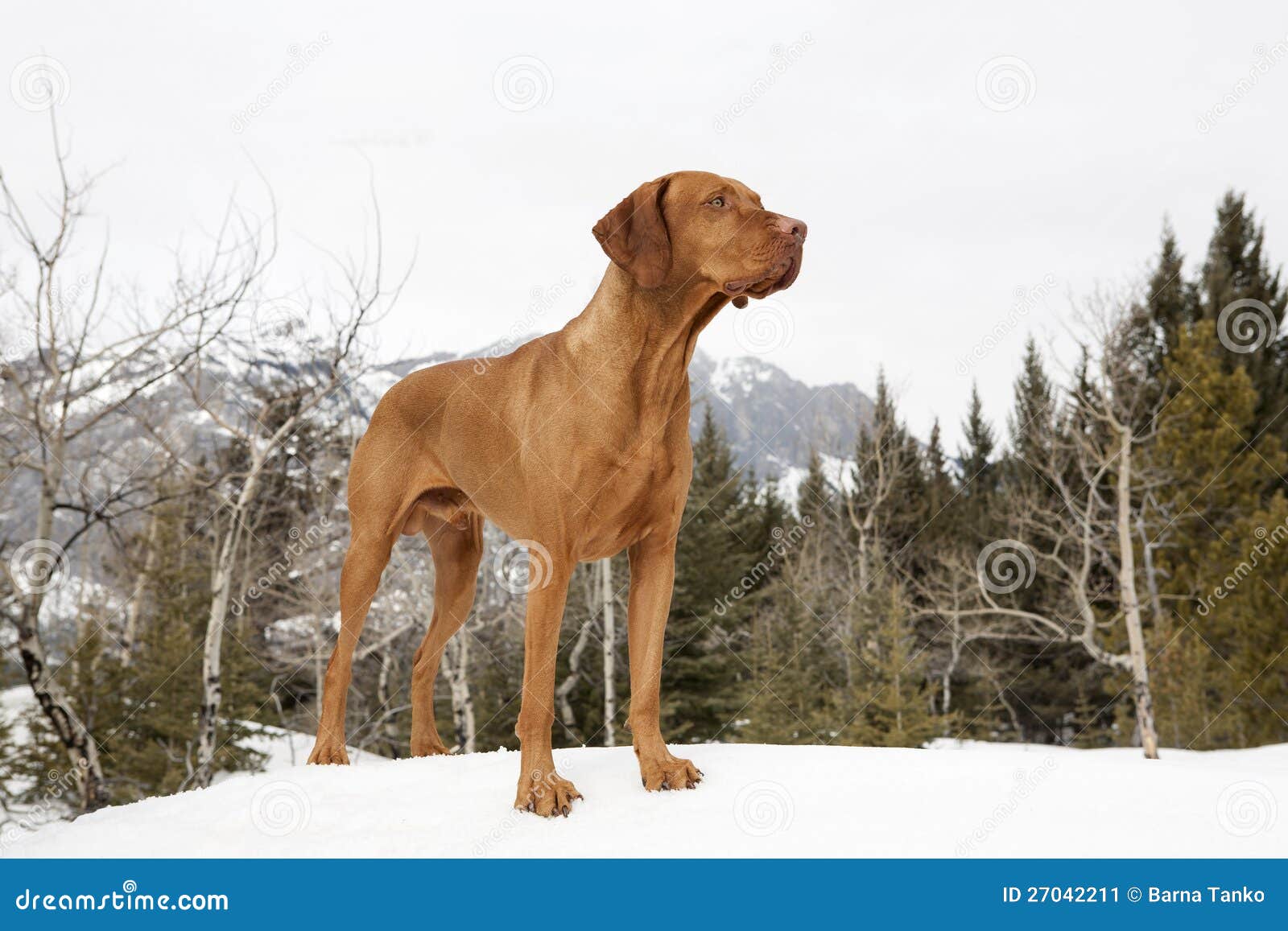 Hunting Dog Standing on Snow Stock Image - Image of season, pointer ...