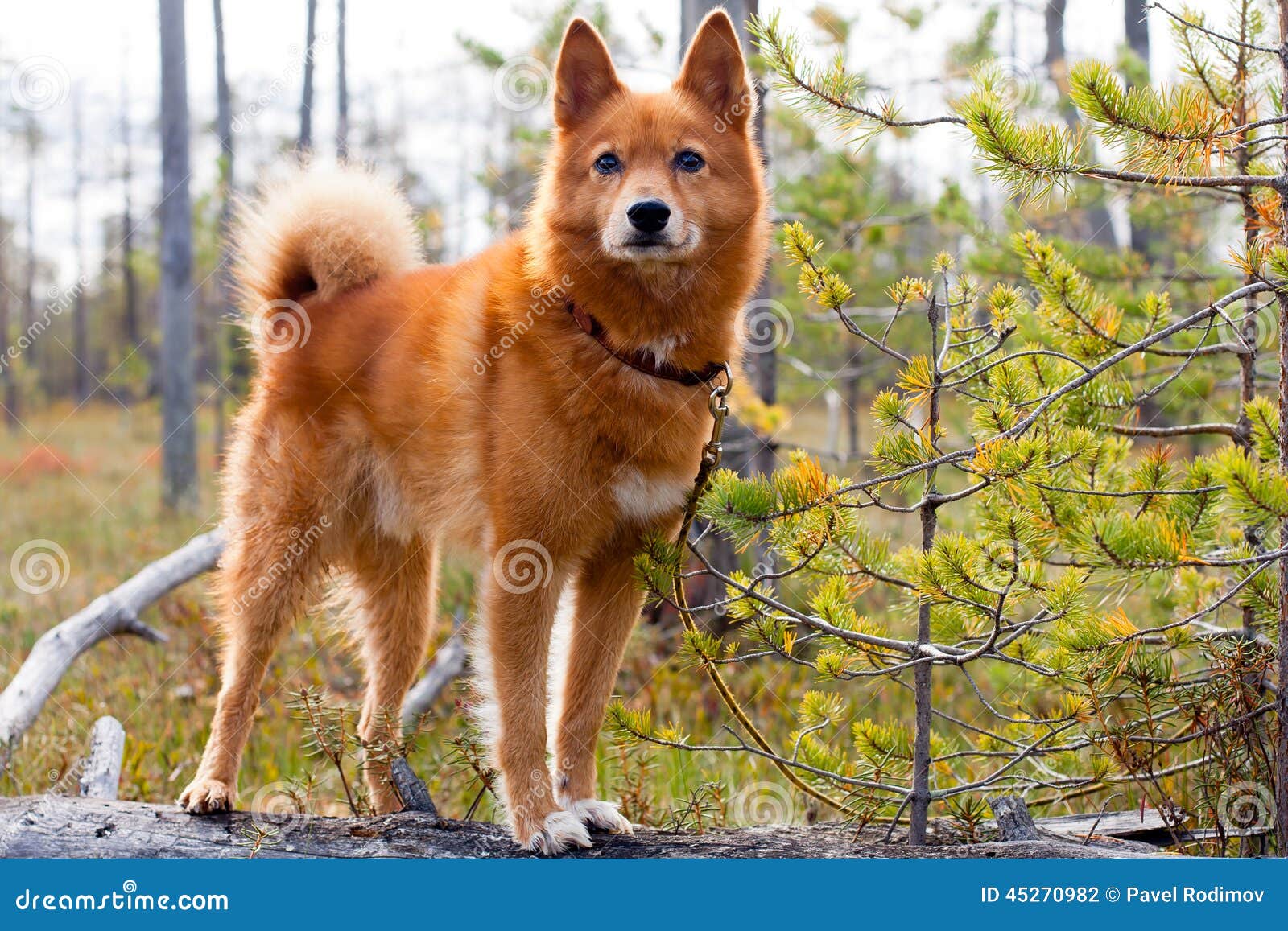 Hunting dog on the swamp stock photo. Image of marsh - 45270982