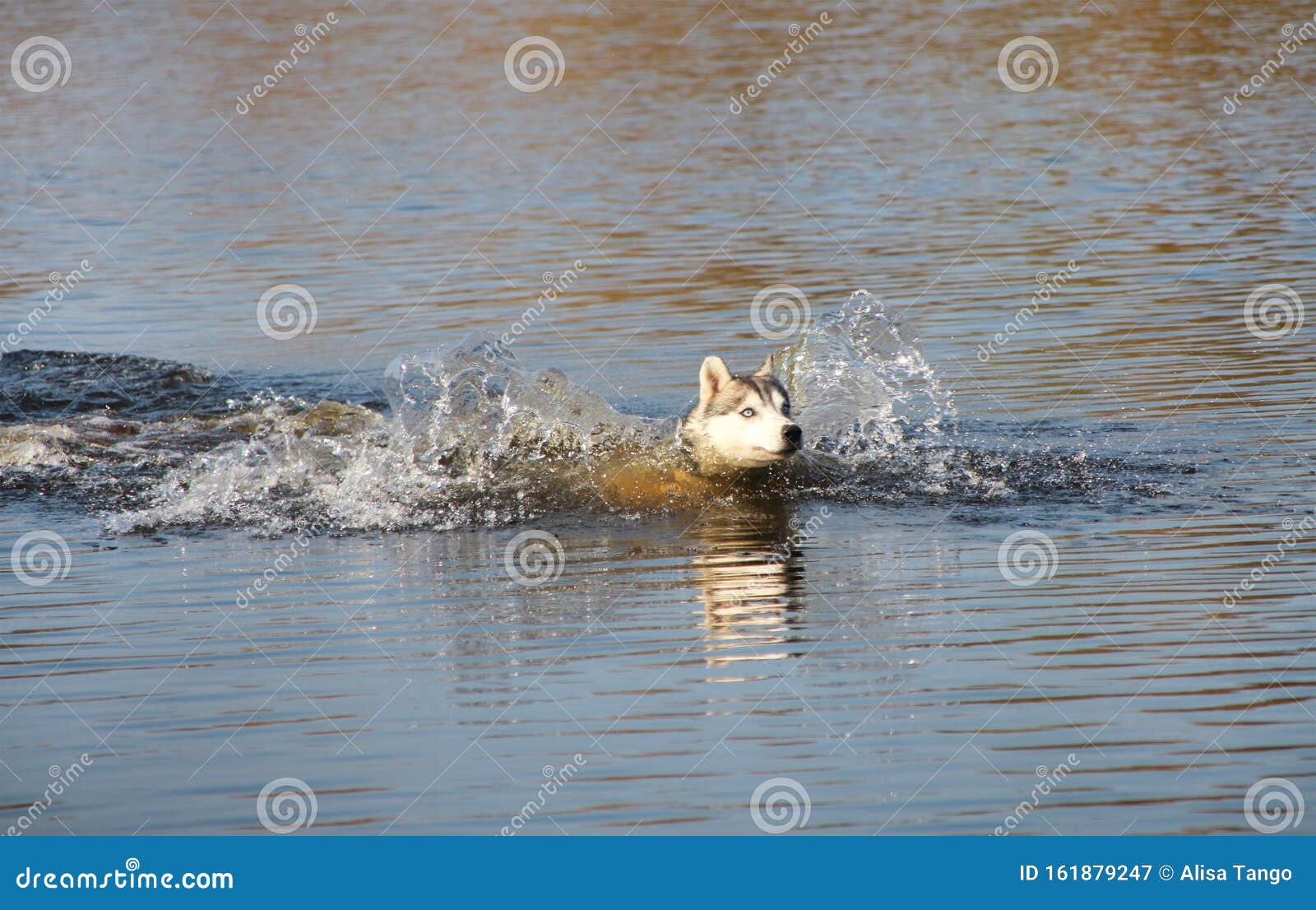 Hunting Dog Swimming in the Water Stock Image - Image of swimming ...
