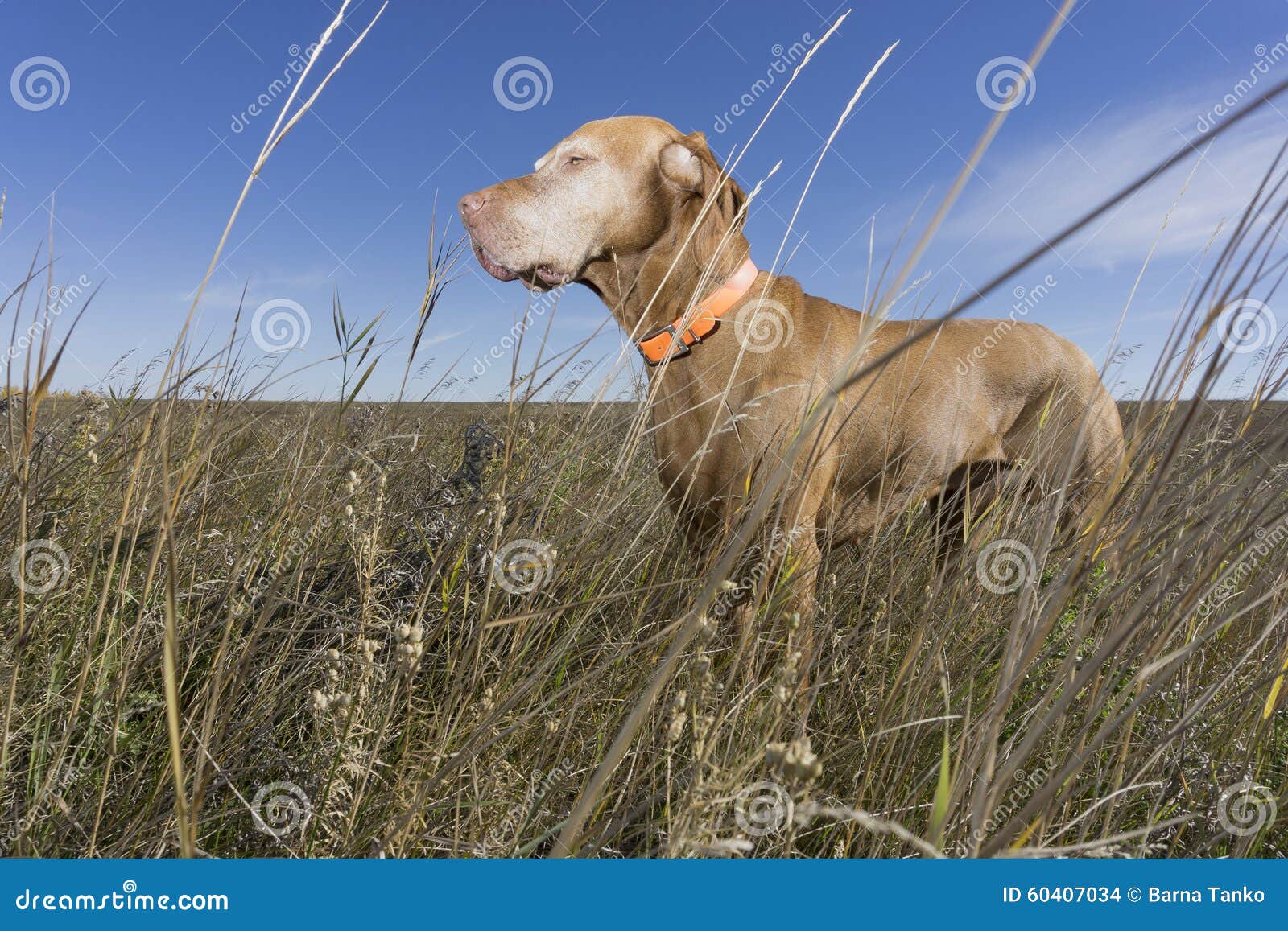 Hunting dog in tall grass stock photo. Image of nature - 60407034