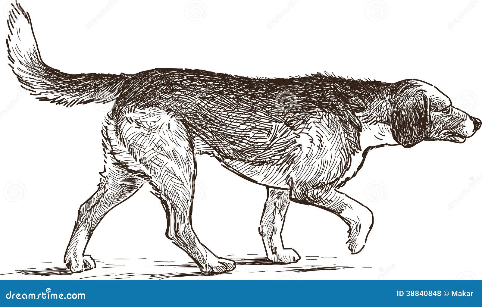 Hunting dog stock vector. Illustration of isolated, sketch - 38840848