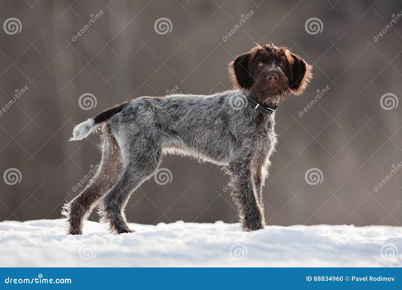 Hunting Dog on the Winter Walking Stock Photo - Image of brown, cold ...