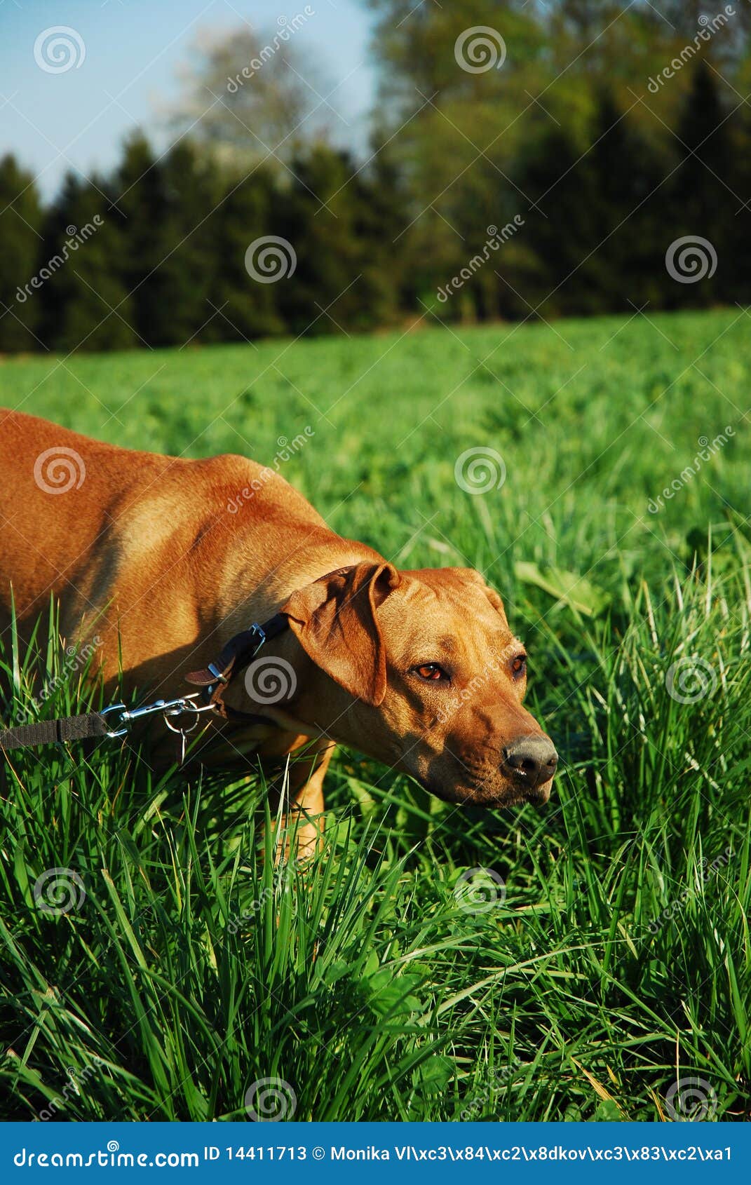 Hunting dog at work stock image. Image of grass, nature - 14411713