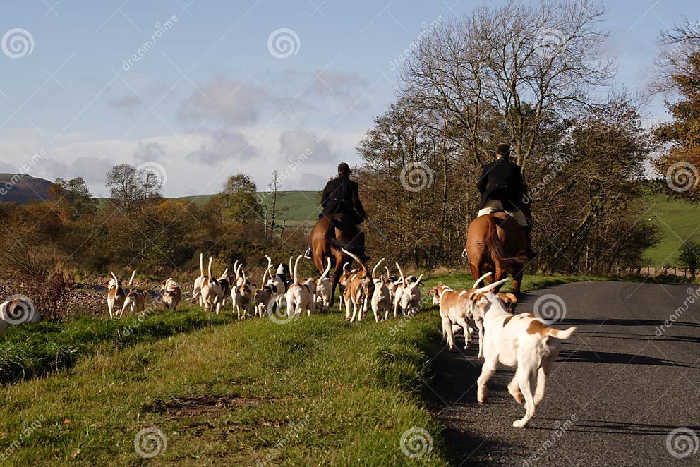 Hunting with dogs stock image. Image of chasing, scent - 1520461
