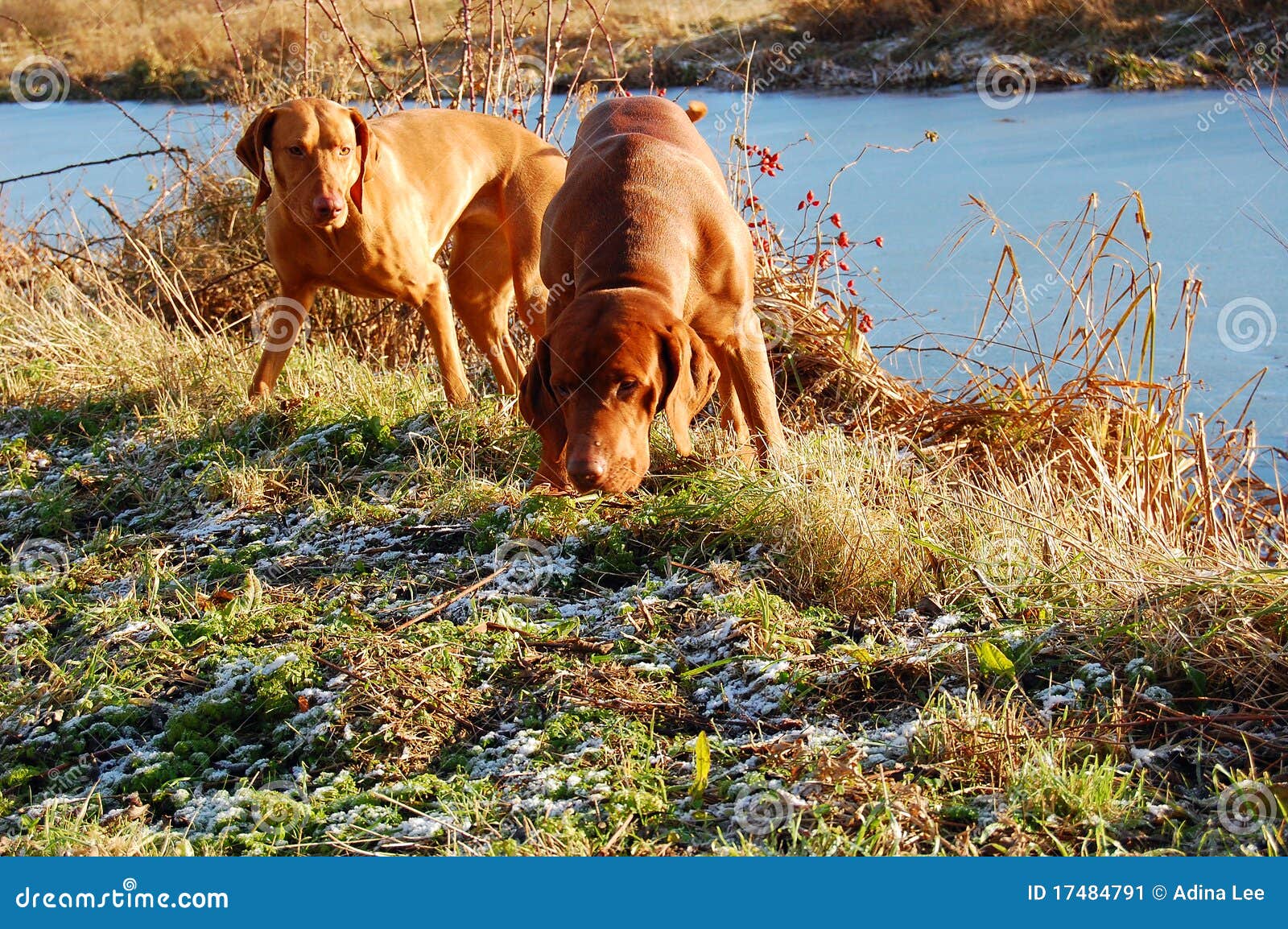 Hunting dogs stock image. Image of breed, male, outdoor - 17484791
