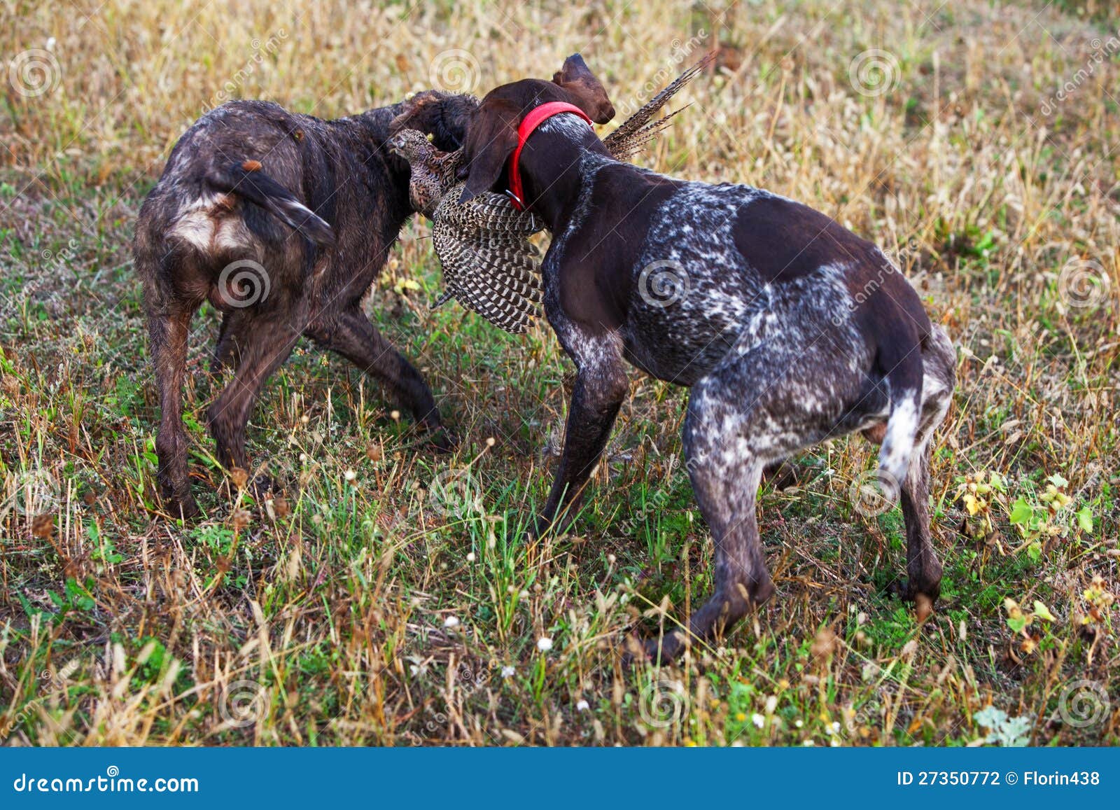 Hunting dogs stock photo. Image of intelligent, team - 27350772