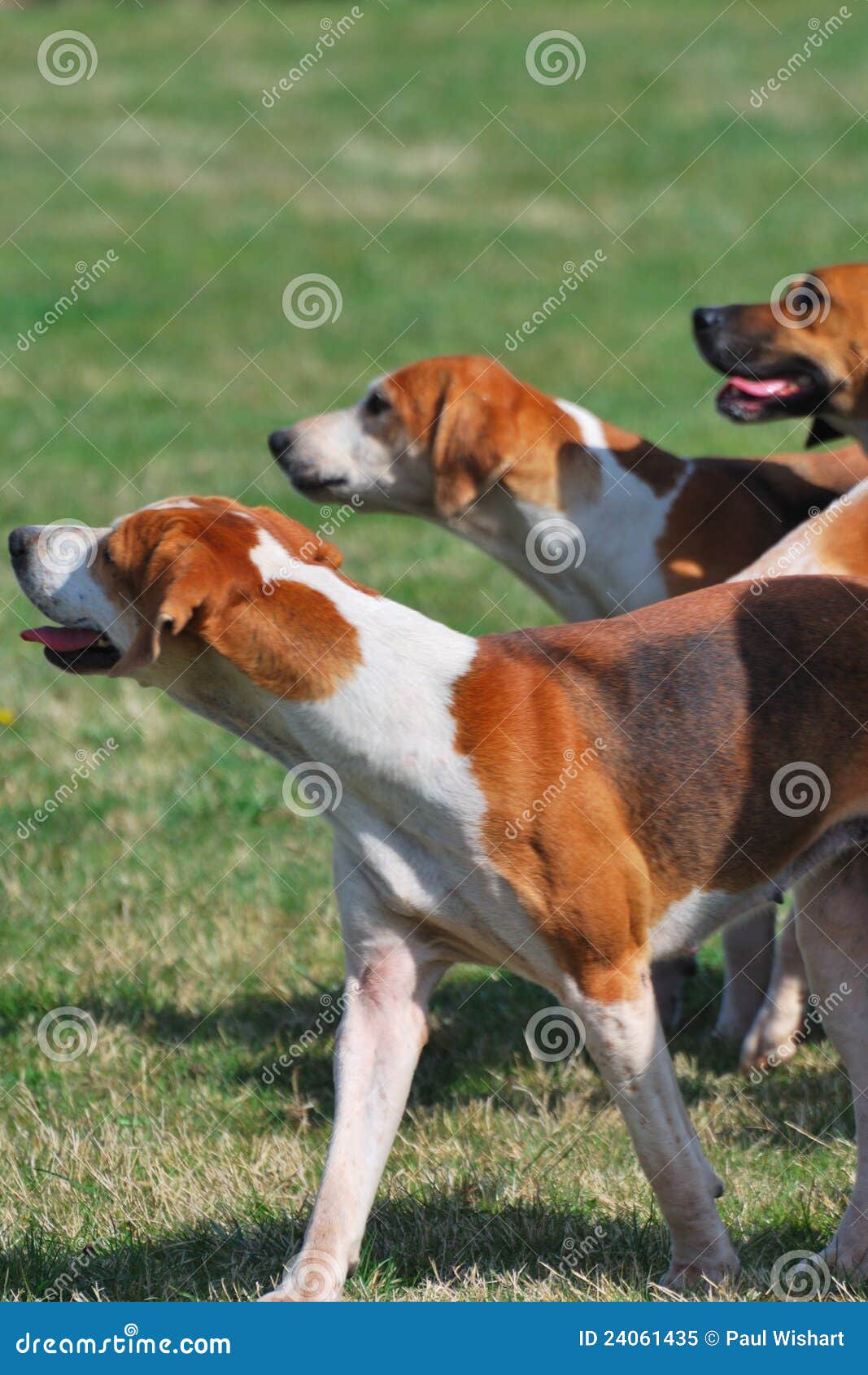Hunting dogs in group stock image. Image of sniffing - 24061435
