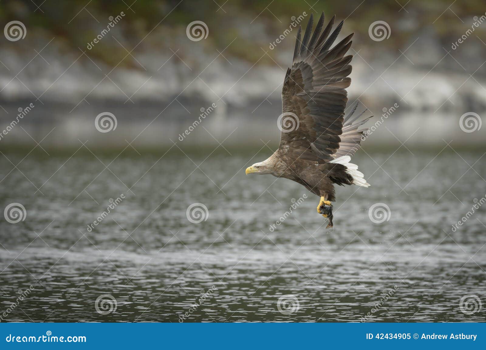 Hunting Eagle with Catch. stock image. Image of majestic - 42434905