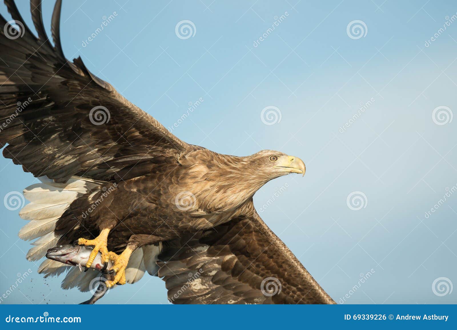 Hunting Eagle with Prey stock photo. Image of bird, isolated - 69339226