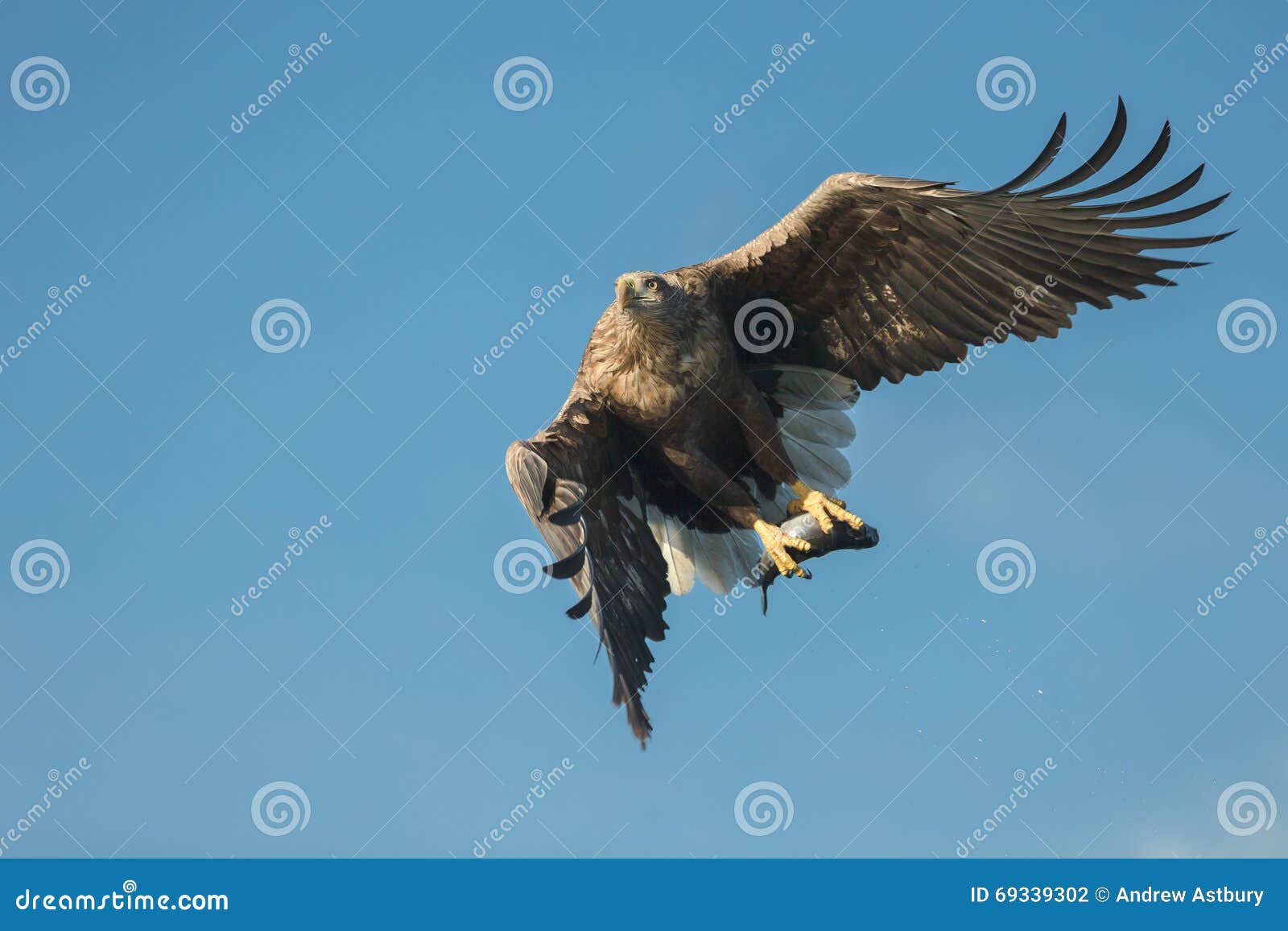 Hunting Eagle with Prey stock photo. Image of european - 69339302