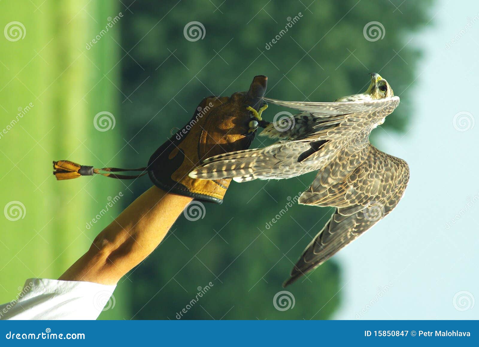Hunting falcon stock image. Image of hunting, scholling - 15850847