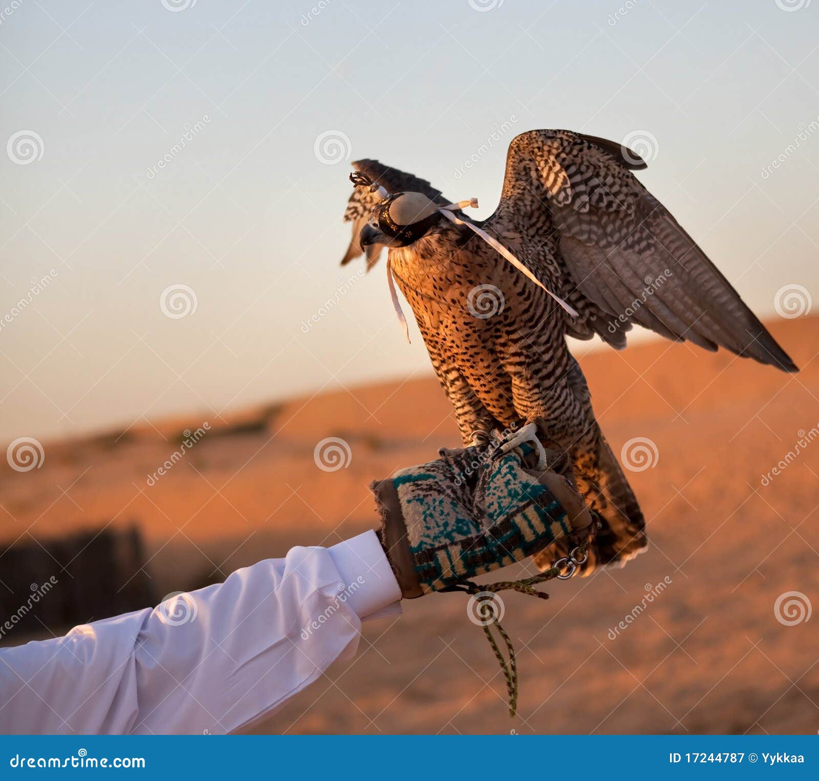 Hunting falcon stock image. Image of hawk, feather, prey - 17244787