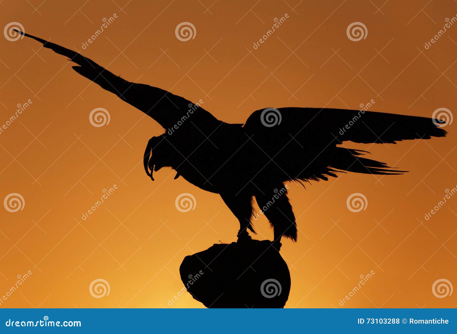 Hunting falcon over sunset stock photo. Image of silhouette - 73103288