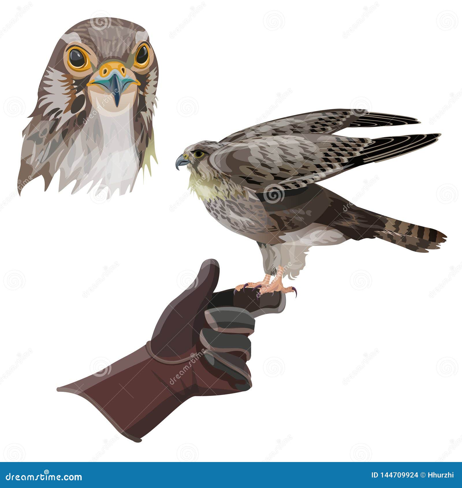 Hunting Falcon Bird Wearing Hood Black Vector Portrait | CartoonDealer ...