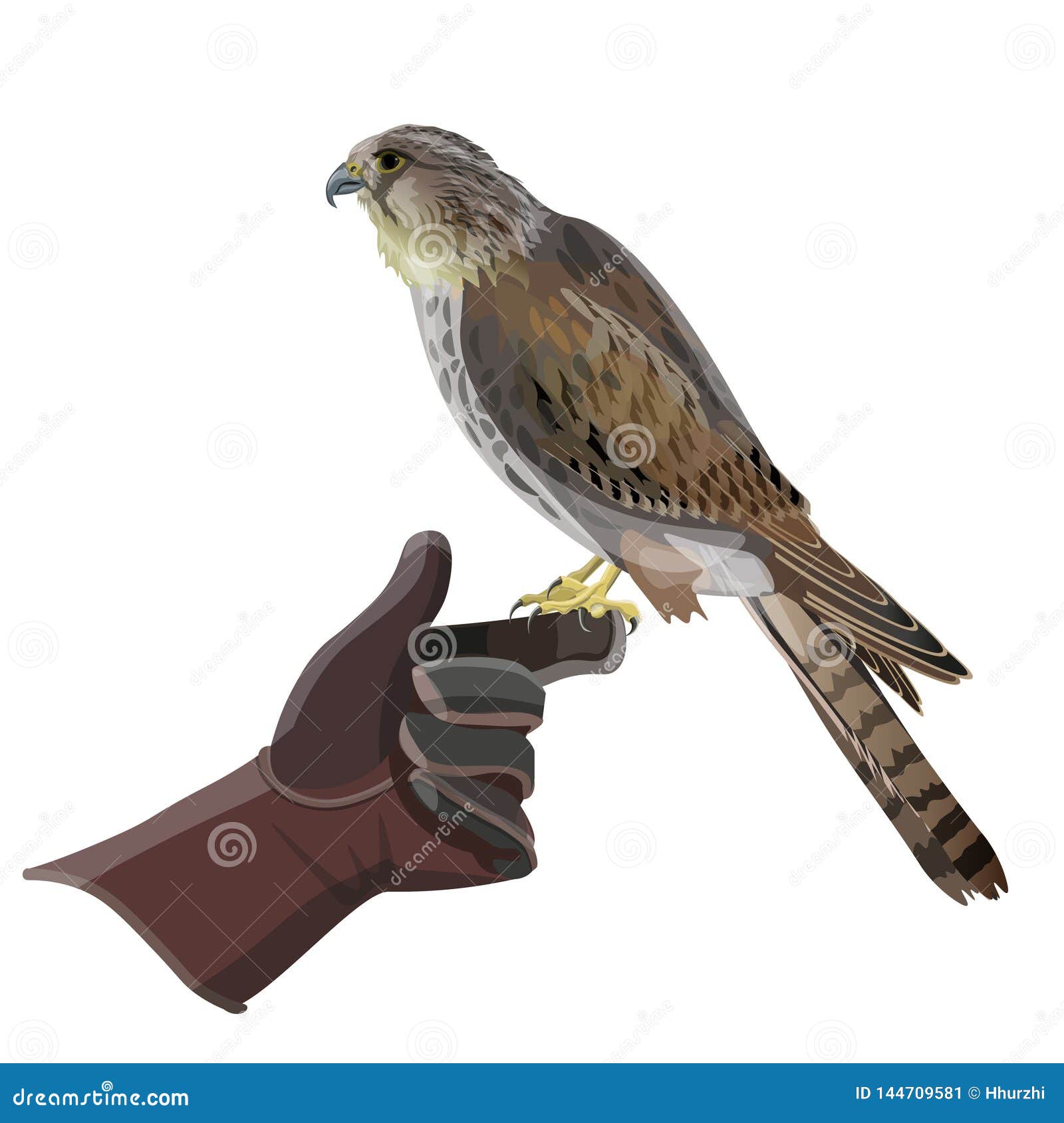 The Saker Falcon Falco Cherrug , Eagle Black And White Vector ...