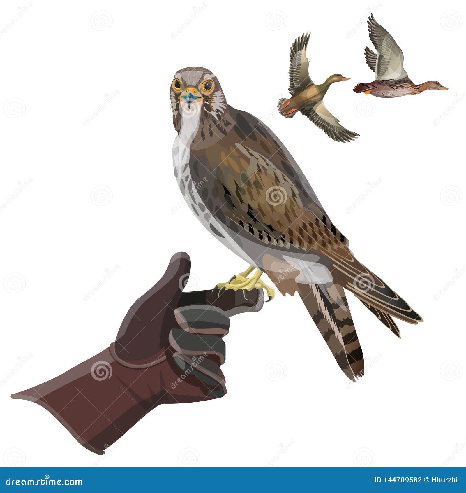 Hunting falcon vector stock vector. Illustration of hand - 144709582