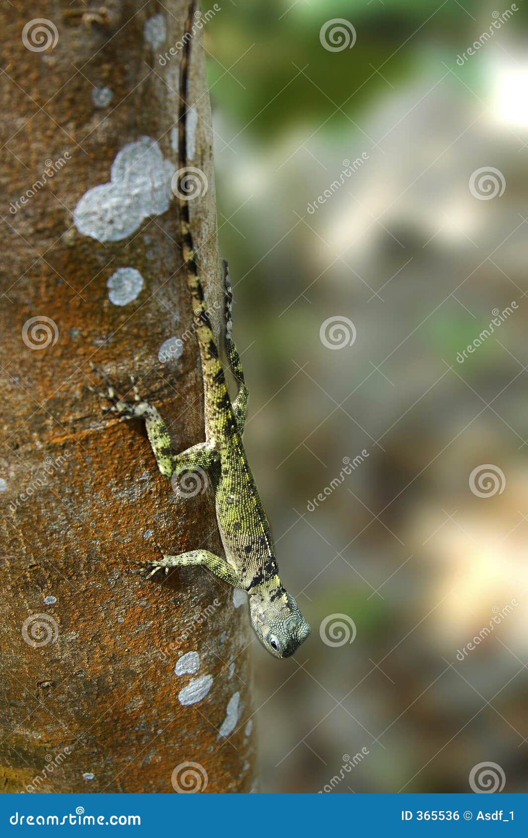 Hunting for food stock photo. Image of america, tropical - 365536
