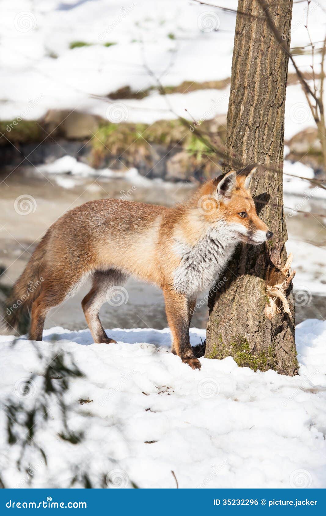 Hunting fox stock photo. Image of nature, white, stare - 35232296