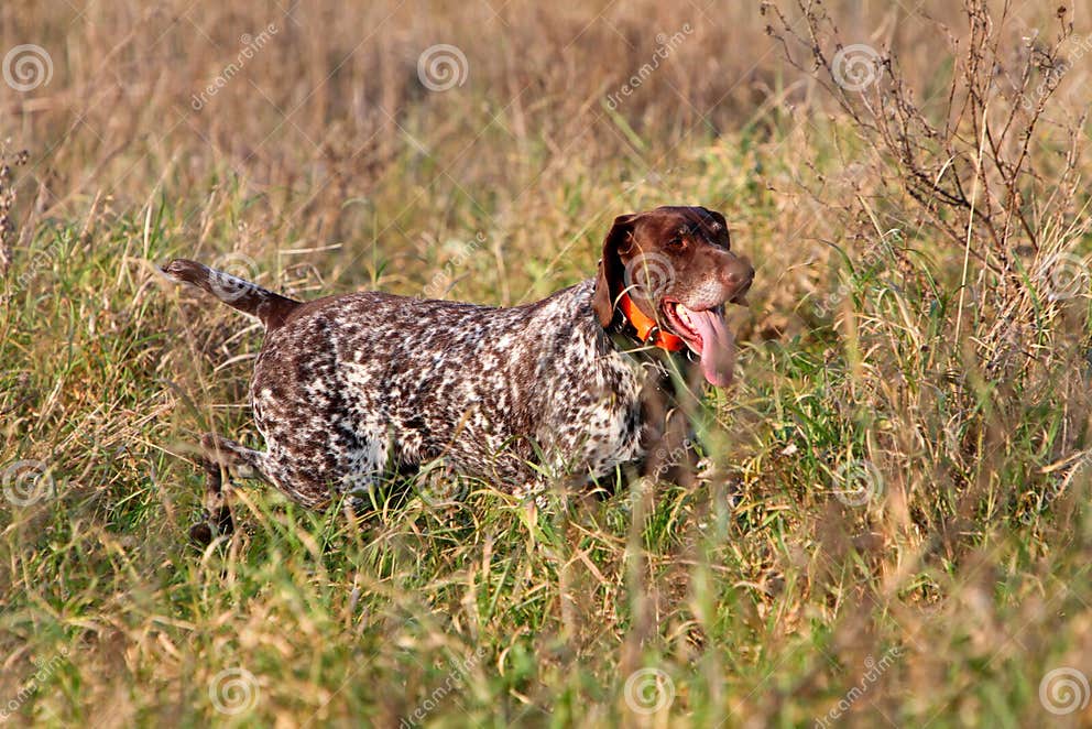 Hunting German Shorthaired Pointer Stock Image - Image of collar ...