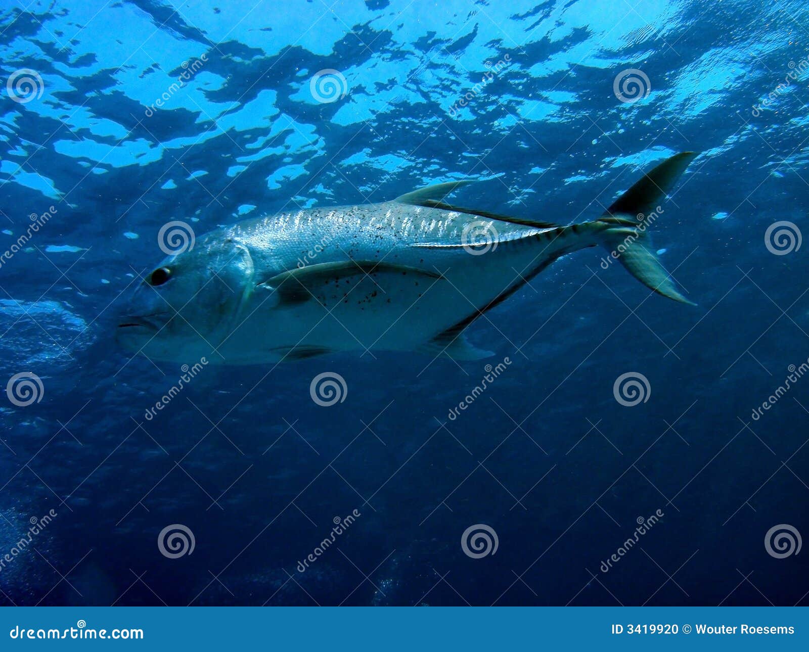 Hunting Giant Trevally stock photo. Image of alone, lonely - 3419920