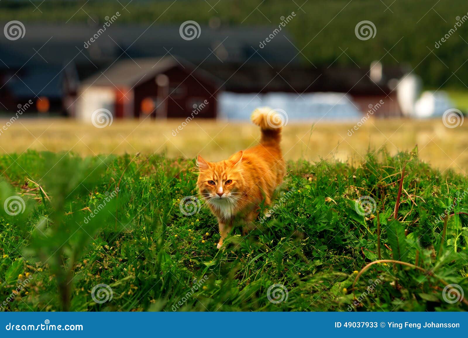 Hunting ginger cat stock image. Image of animal, grass - 49037933