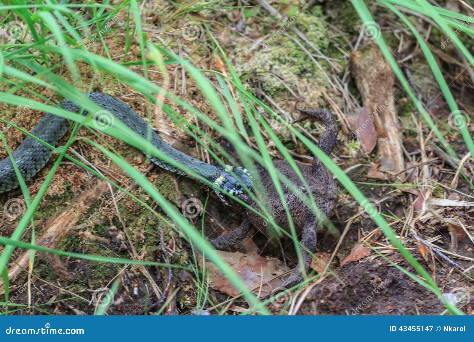 Grass Snake Swallowing Common Toad Stock Photos - Free & Royalty-Free ...