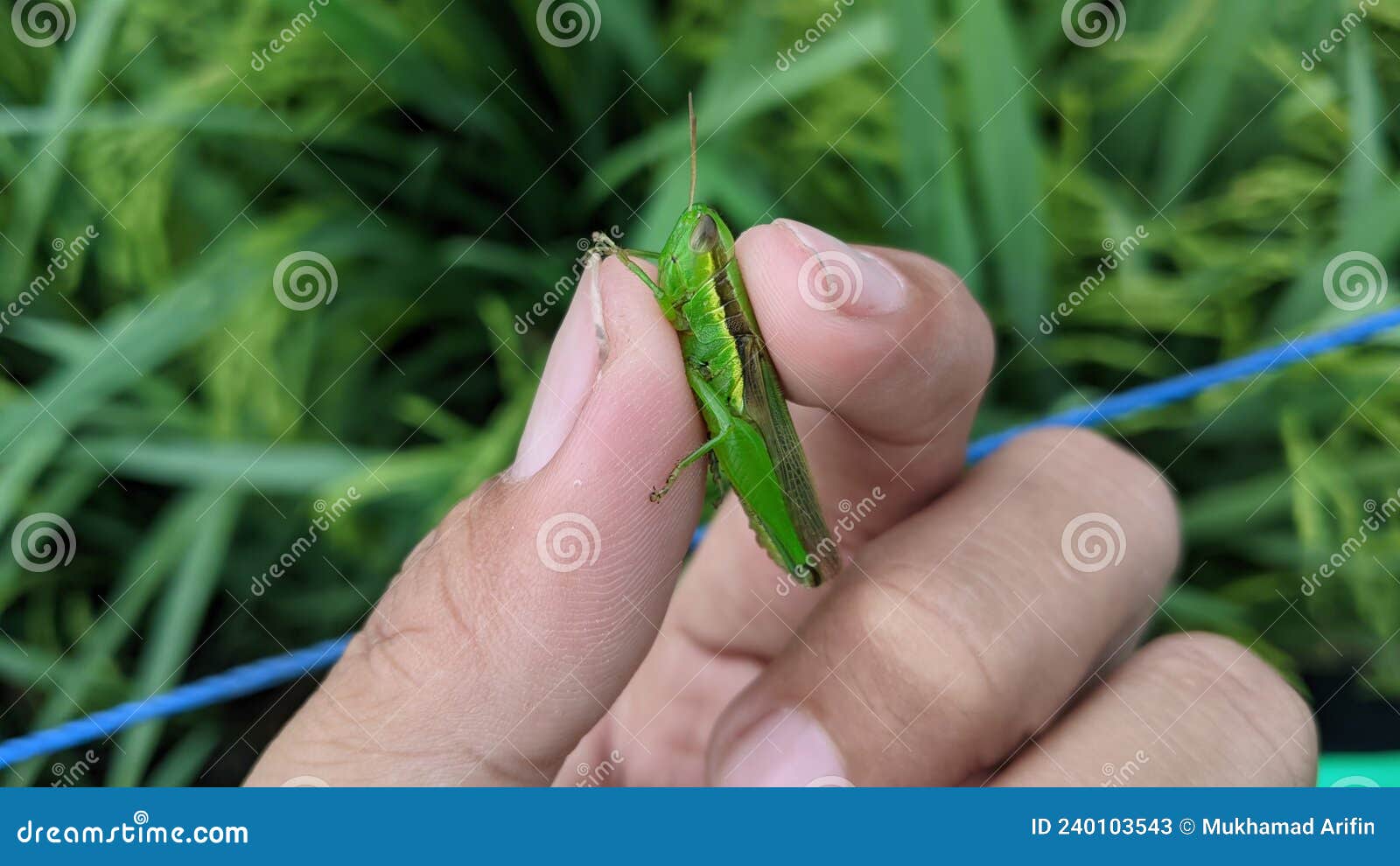Hunting Grasshoppers in the Fields Stock Image - Image of animal ...