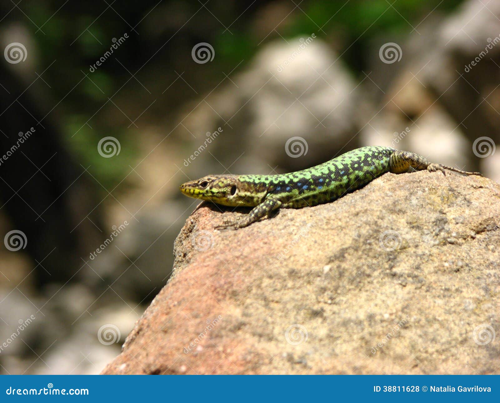 LIzard On Stone Royalty-Free Stock Photo | CartoonDealer.com #32851143