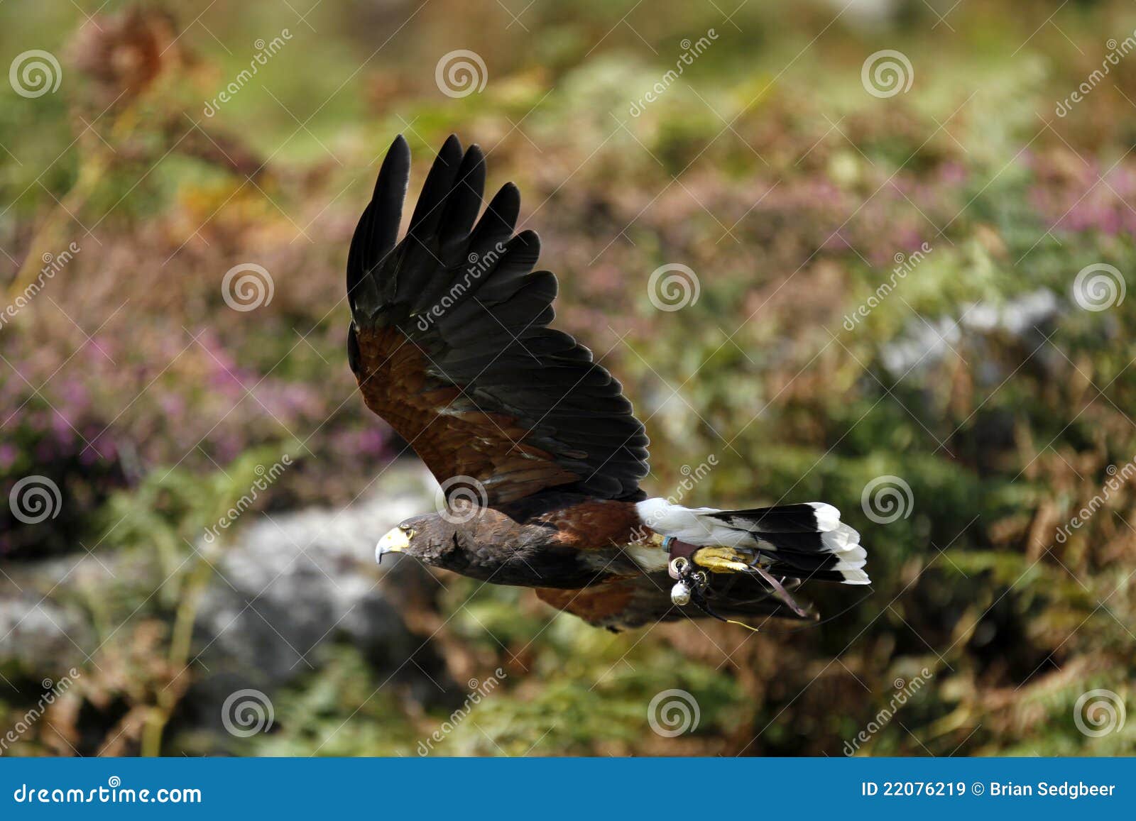 Hunting Harris Hawk stock image. Image of bird, accipitridae - 22076219