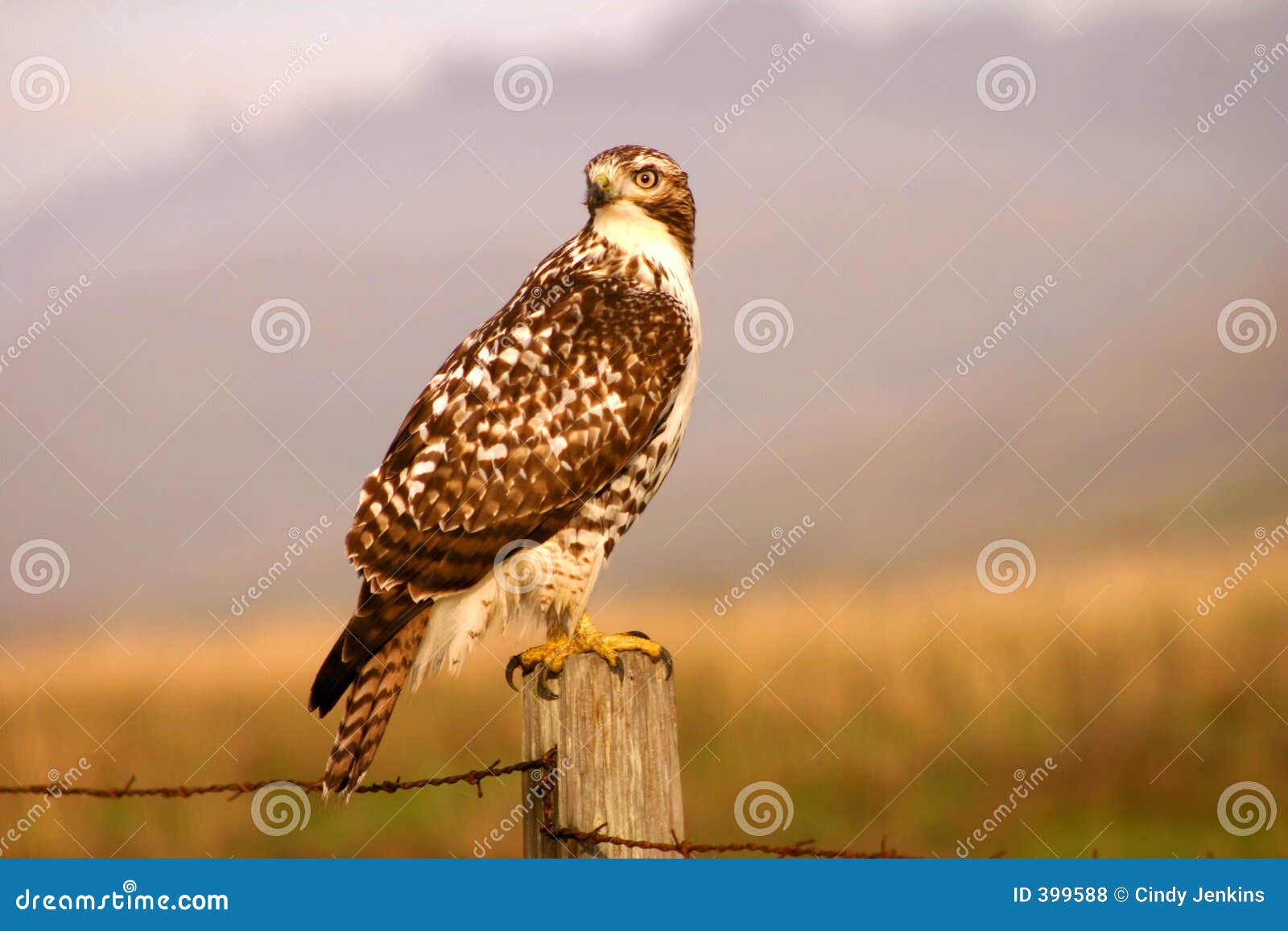Hunting Hawk stock photo. Image of powerful, hunter, field - 399588