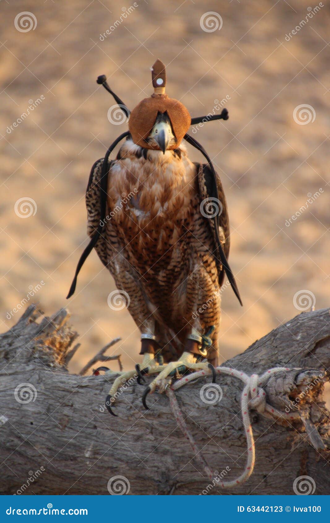 Hunting hawk stock image. Image of rope, brown, tied - 63442123