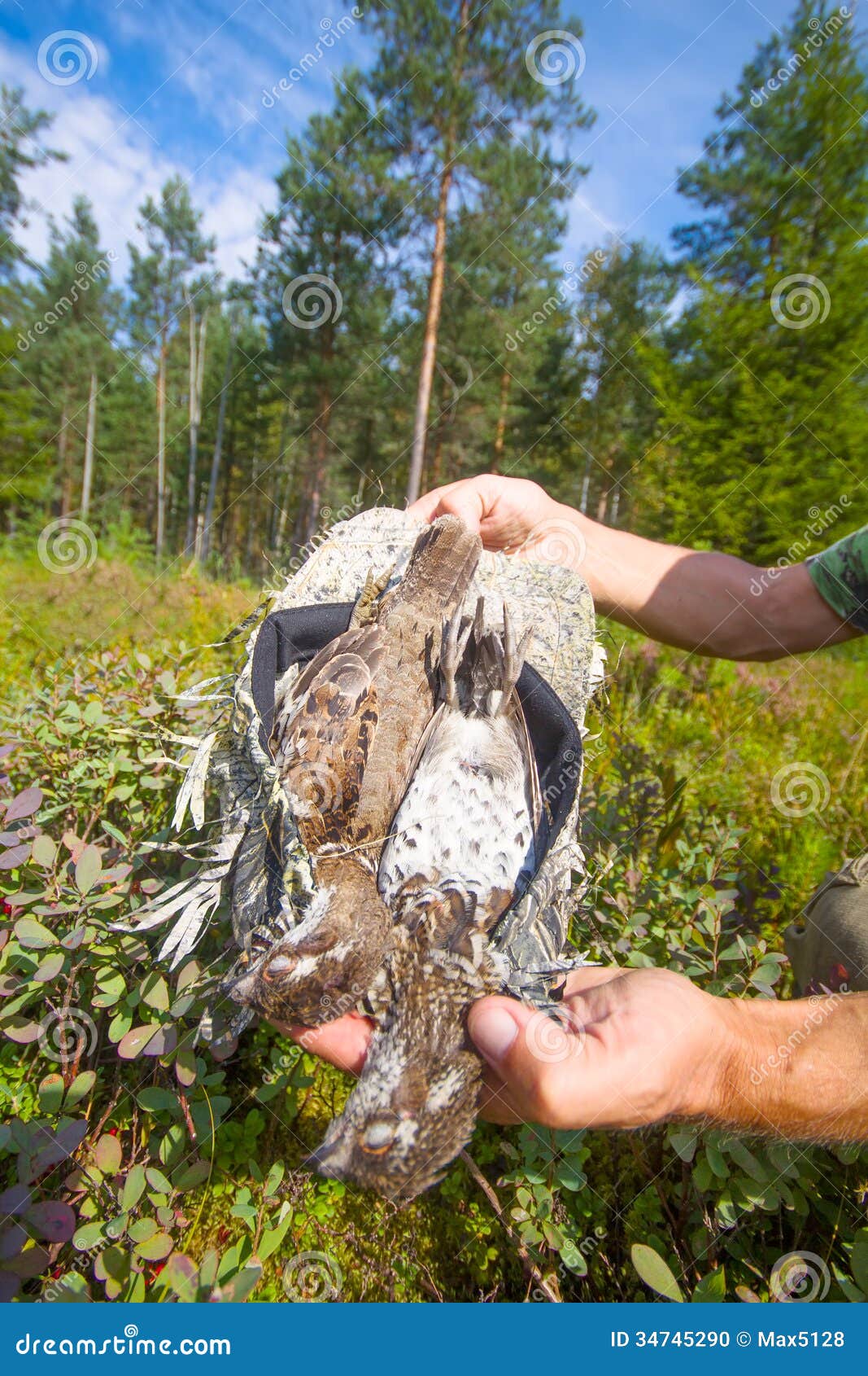 Hunting hazel grouse bird stock photo. Image of hazelgrouse - 34745290