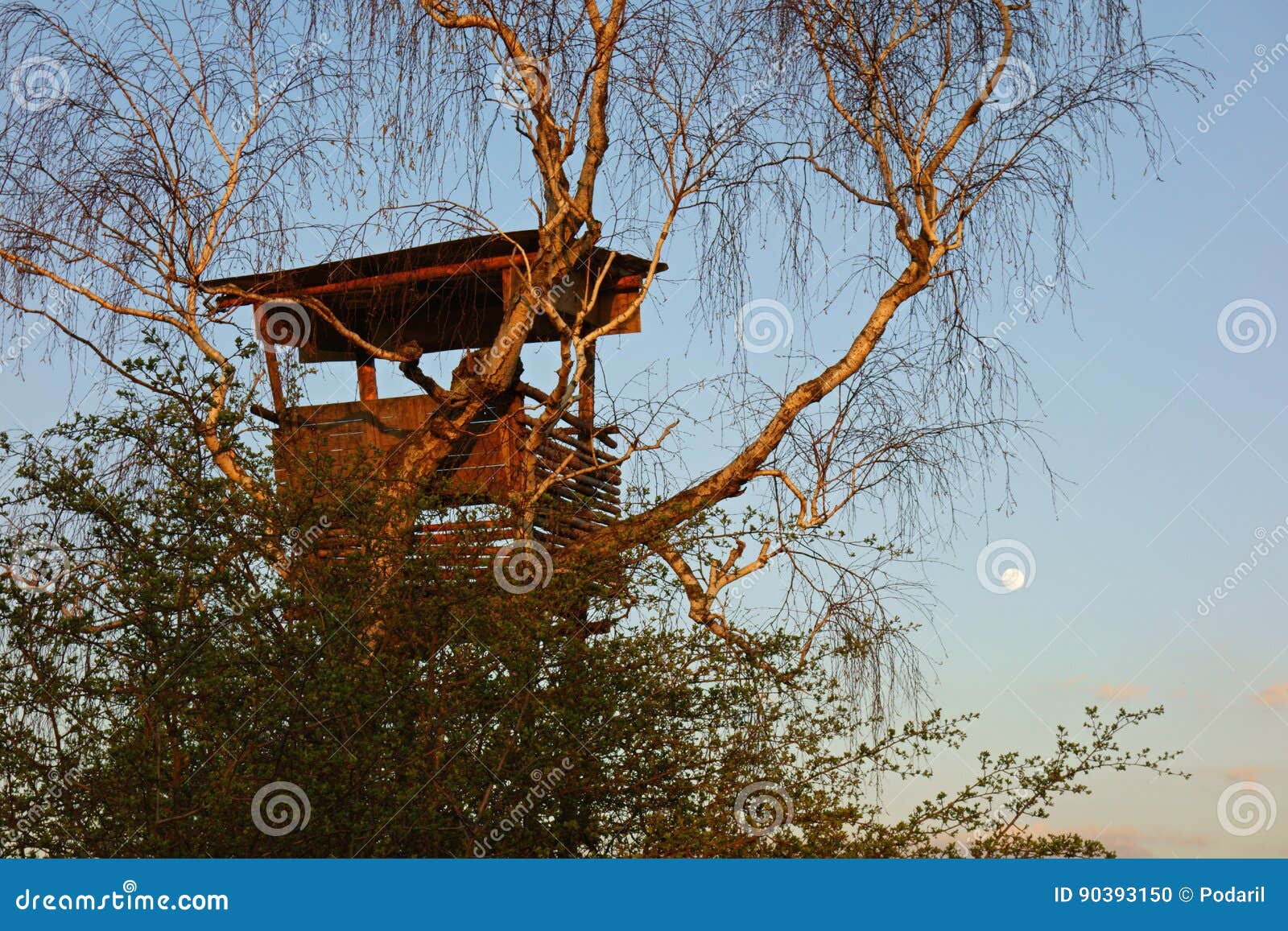 Hunting hide in a tree stock photo. Image of hunting - 90393150