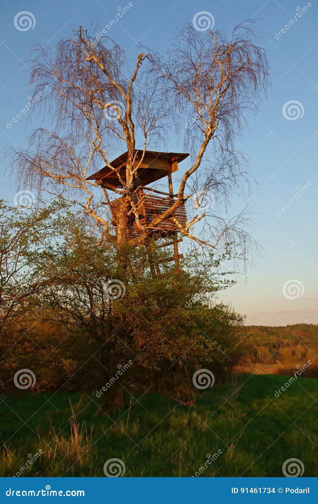 Hunting hide in a tree stock photo. Image of environments - 91461734