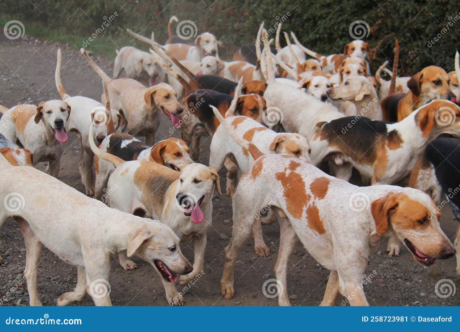 Hunting Hound Dogs. stock image. Image of game, hound - 258723981
