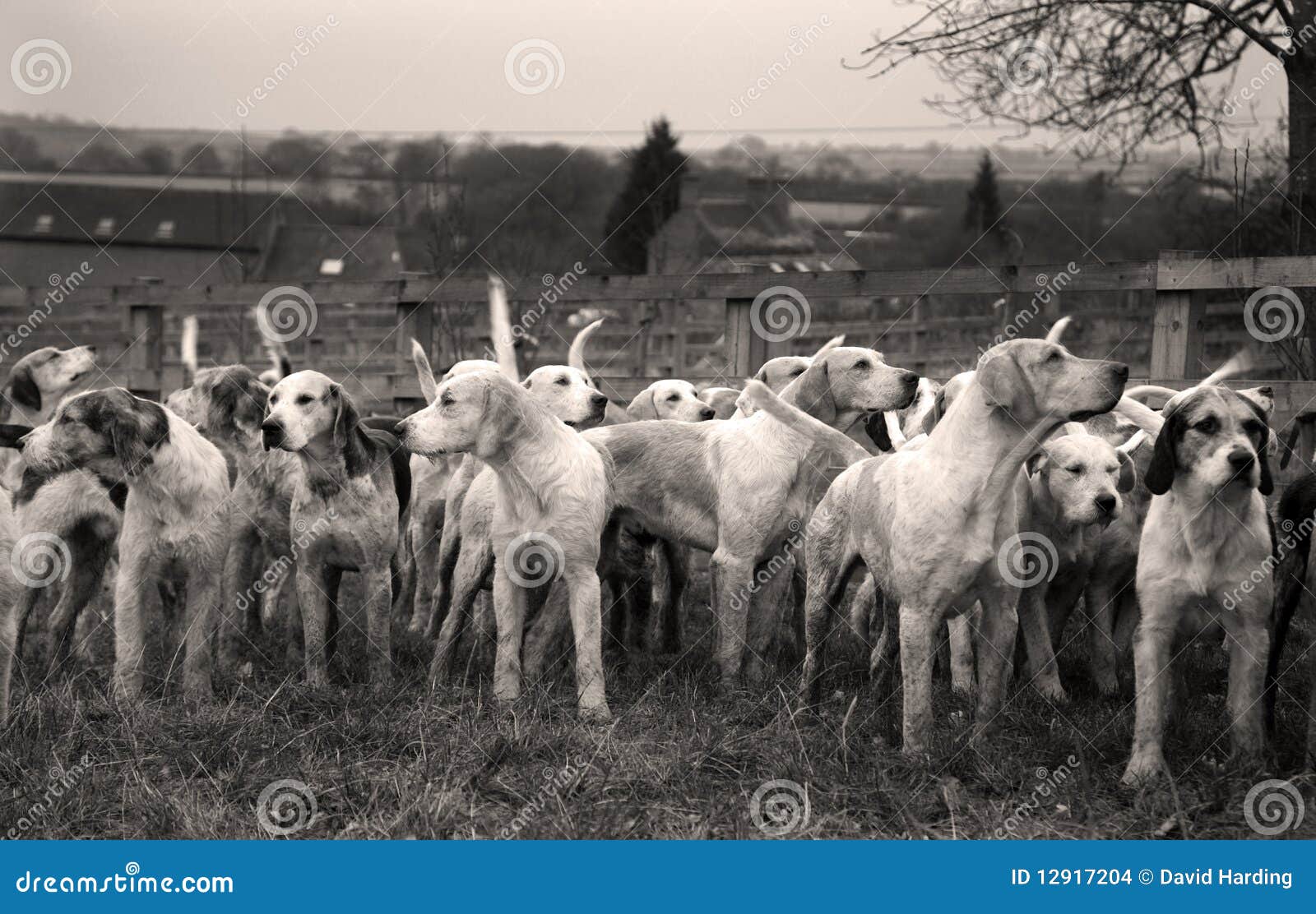 Hunting hounds stock photo. Image of canine, dogs, sepia - 12917204