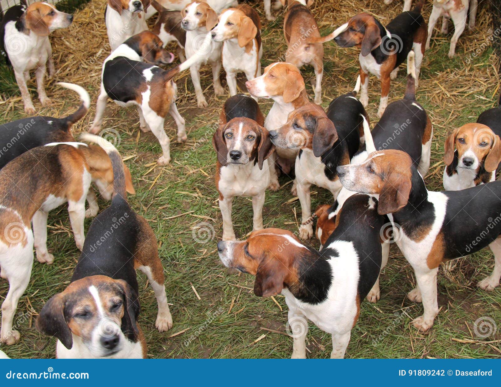 Hunting Hounds. stock photo. Image of hunting, pedigree - 91809242